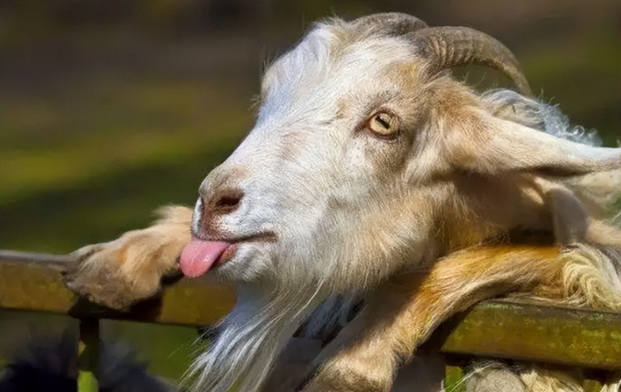 Ancient strange torture: torture with goat tongue, the process is ...