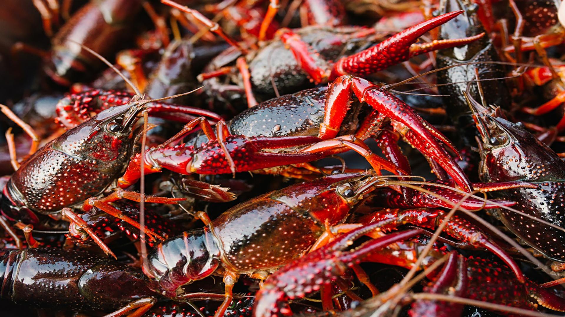 What animals could overrun China? Invasive crayfish didn't make it ...