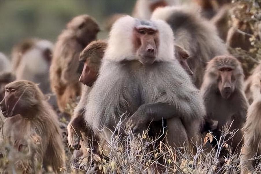 The 10 Most Terrifying Monkeys in the World - iNEWS