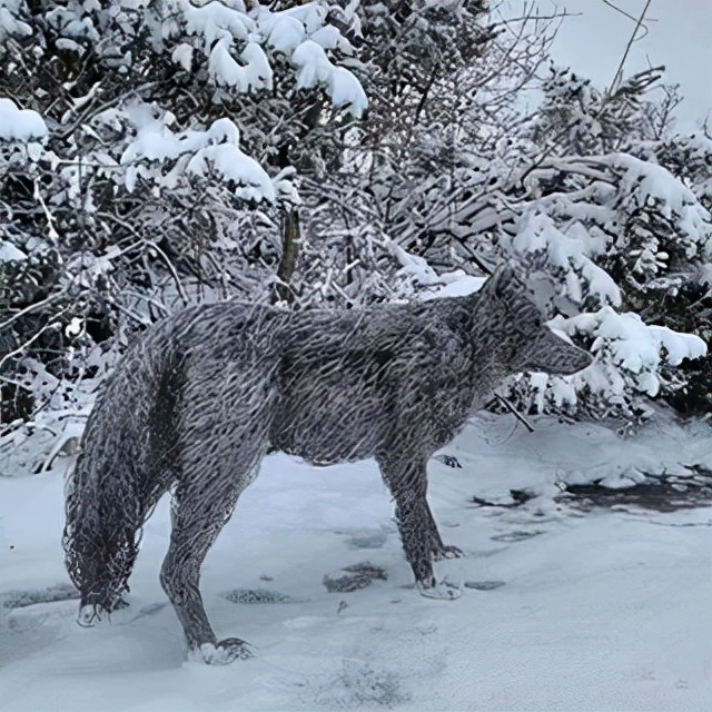 From painter to sculptor, the wire sculpture life of Candice Bees - iNEWS