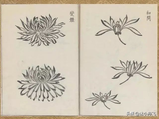 Qing Dynasty Shen Quan [Book of Chrysanthemum Painting Techniques] - iMedia