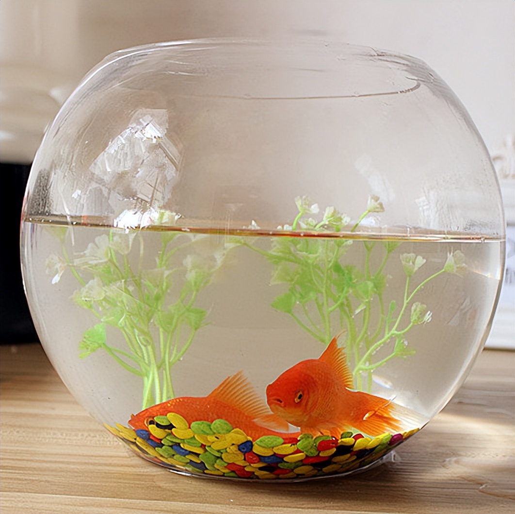 Round goldfish tank banned in Europe because 'it will drive goldfish ...