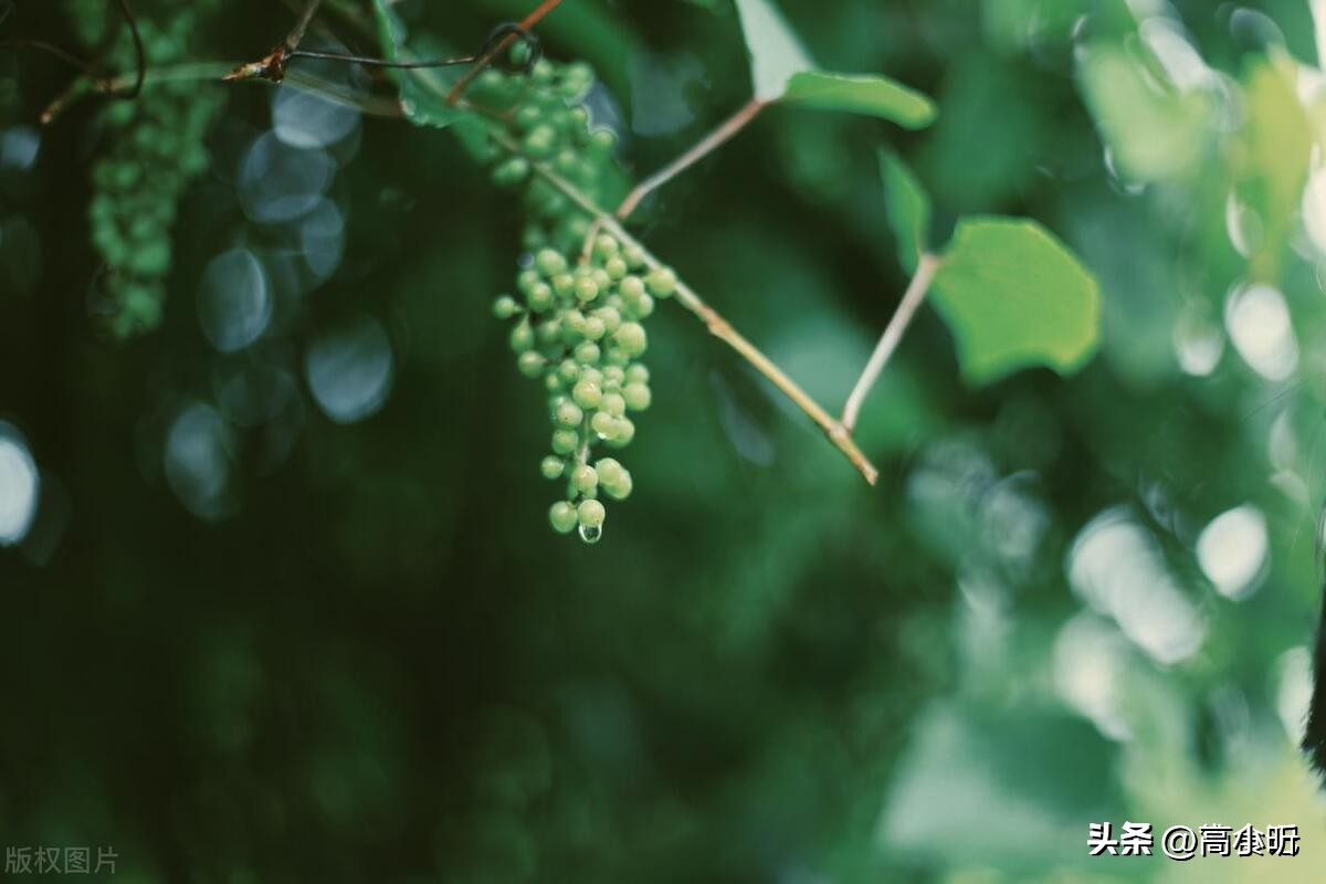 What does the old saying, "May 9 Poison Day, three things to remember ...