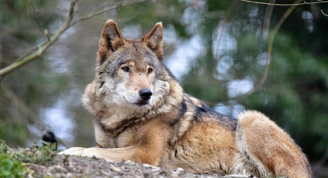 The Curious Evolutionary Journey of Canines: From Tiny Twilight Dogs to ...