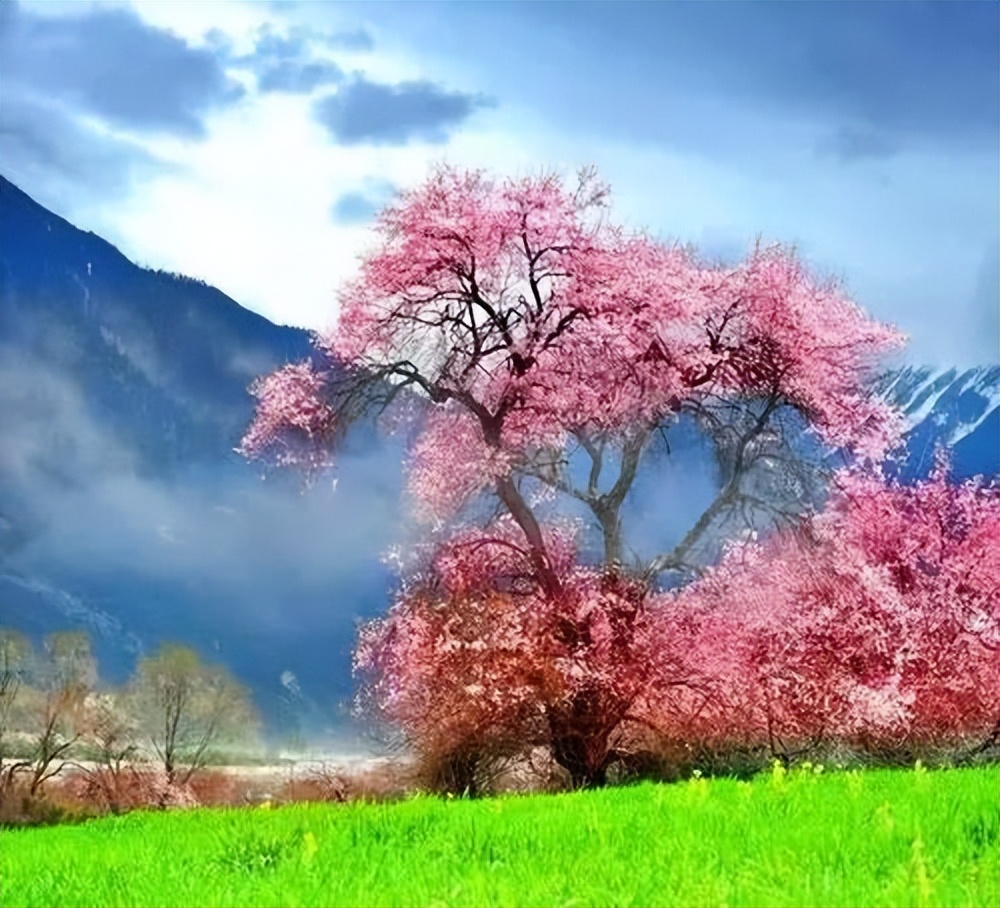 Appreciating flowers in spring, Linzhi, Tibet, a small village that no ...