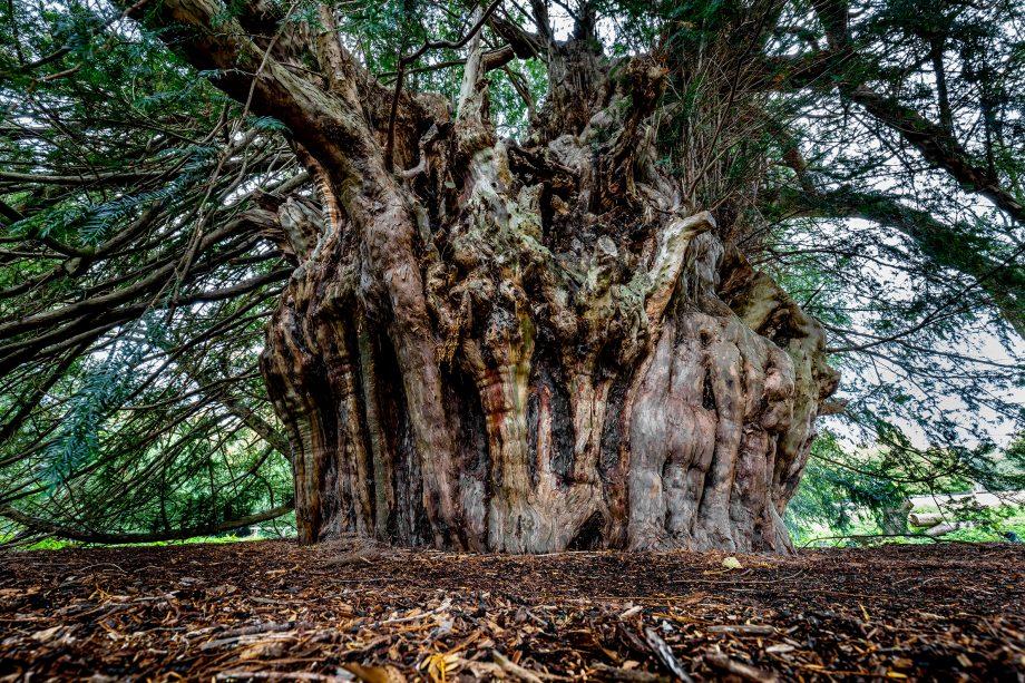 The witch's tree house - a thousand-year-old yew tree, the whole body ...