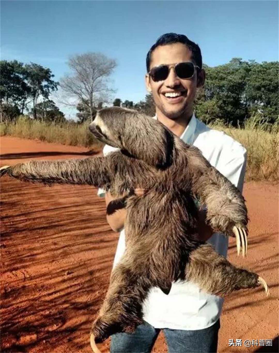 More than 50% of sloths die accidentally on their way - iNEWS