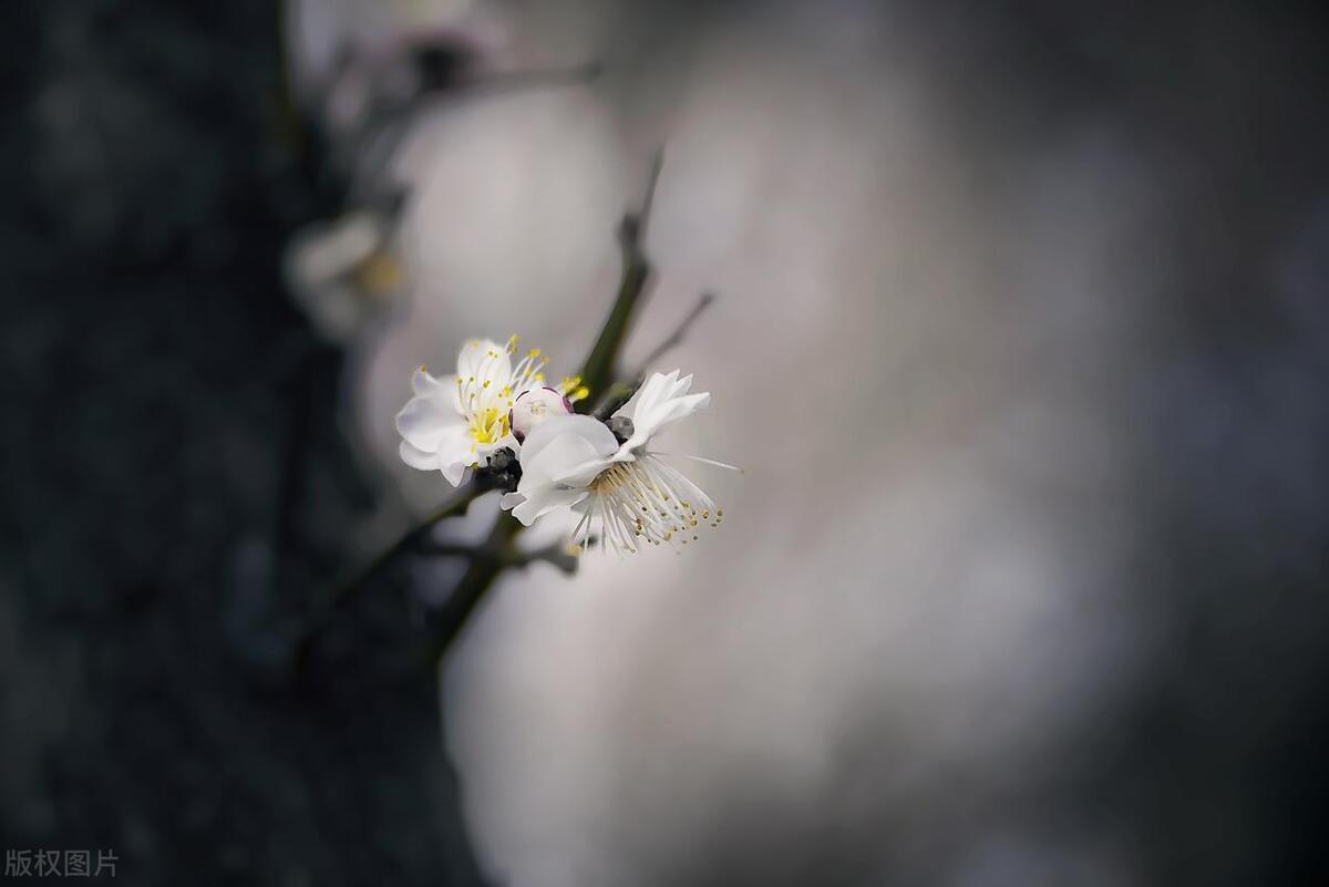 A gentleman is cautious - iMedia