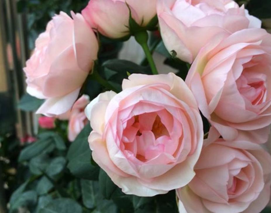 The midsummer rose has become the "commander of the light rod", it is ...