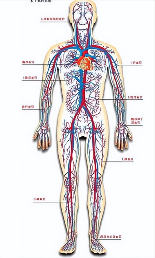 The Origin and Development of the Five Constant System of Capillary ...