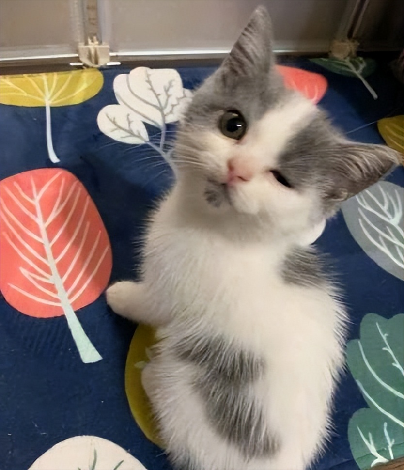 The difference between "Chinese pastoral cat" and "pet cat", everyone ...