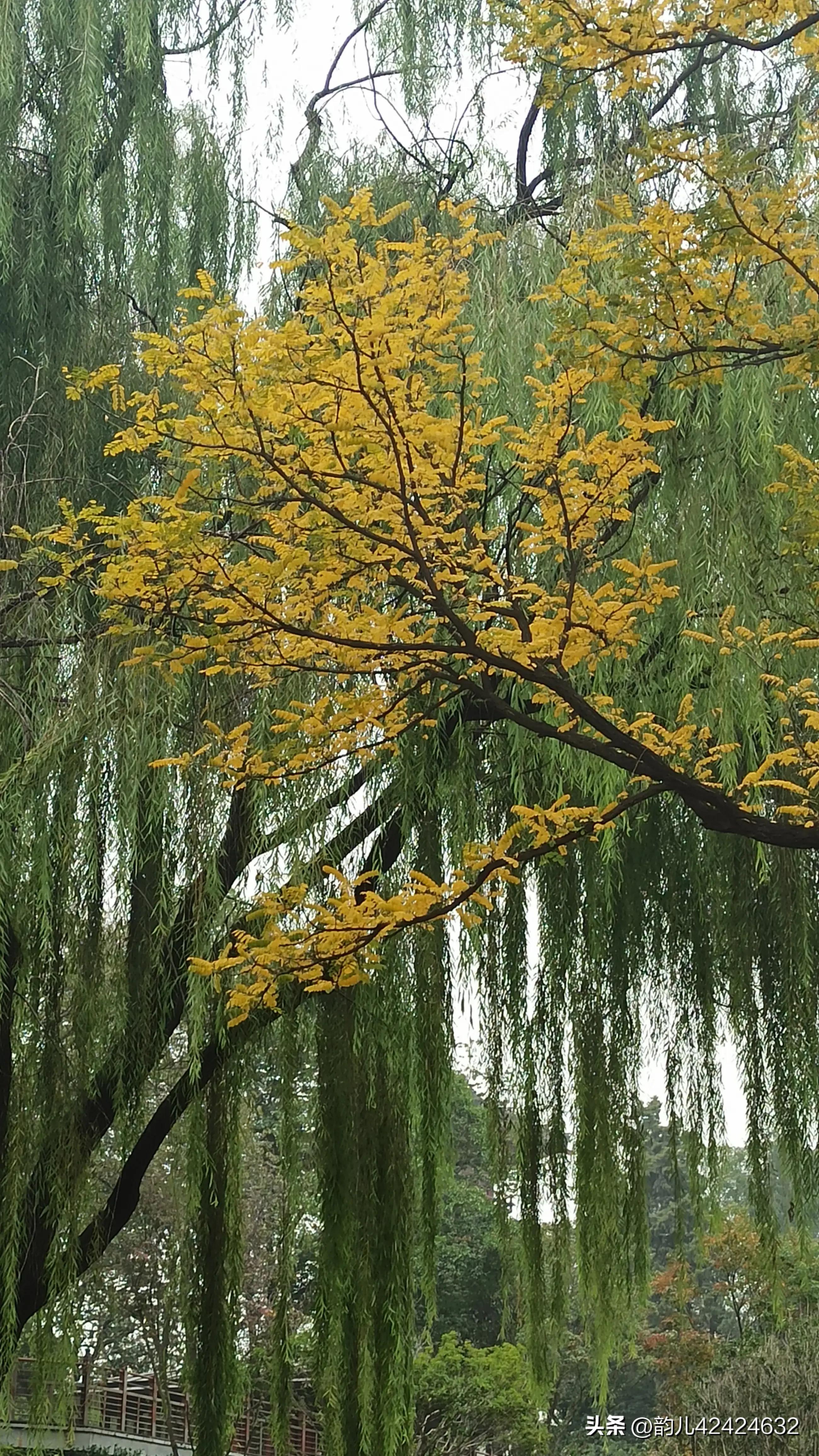 Colorful autumn leaves in Xingqing Park - iNEWS