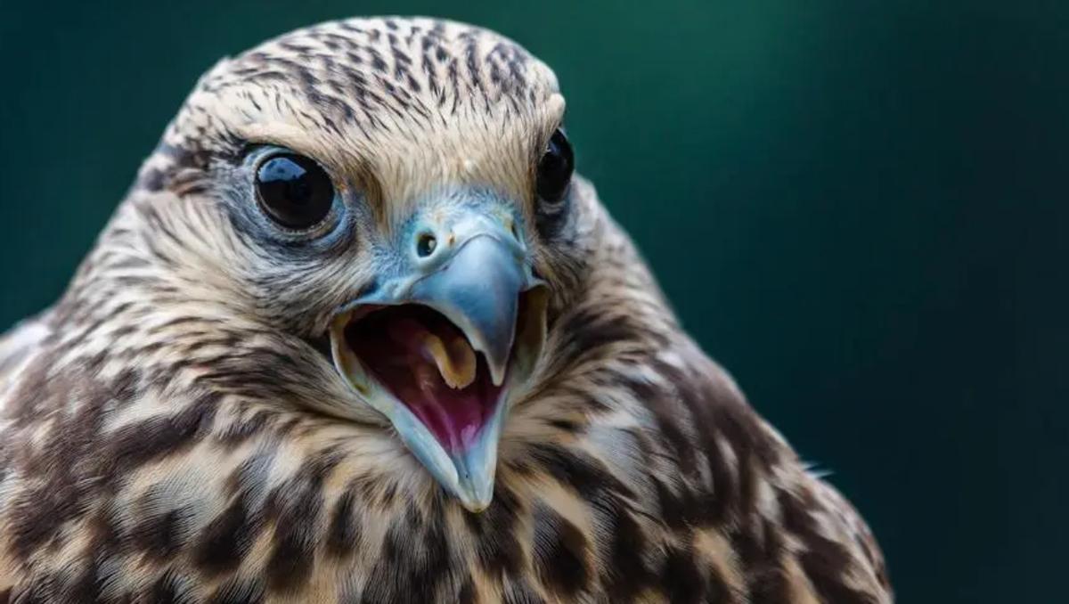 How hard is an eagle to tame? Just look at the process of boiling an ...