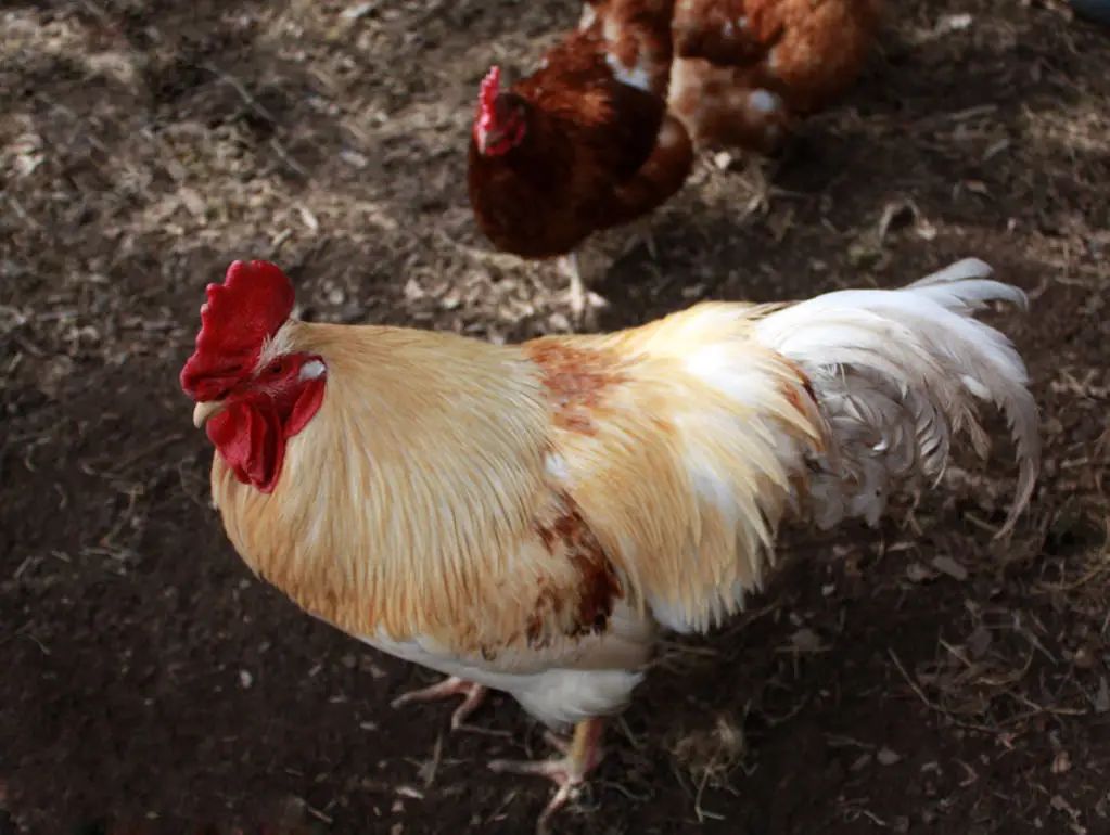 Is chicken skin a 'cancer catalyst'?Doctor reminds: If you don't want ...