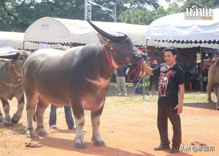 The most expensive buffalo in Thailand: the owner asked for 50 million ...