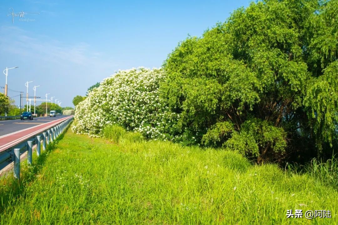 The wild bayberry beside North Taihu Avenue is red, can tourists pick ...