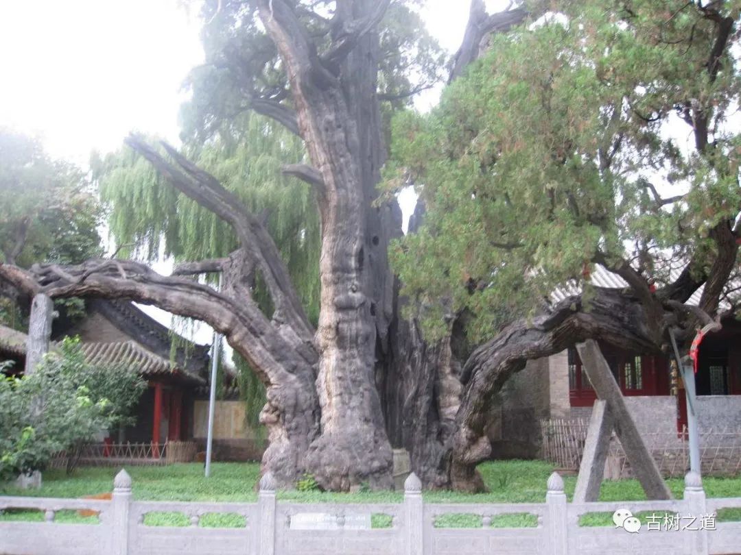 China's top ten ancient trees - general cypress - iNEWS