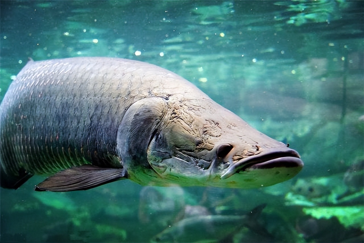 The dumbest big fish in the Amazon basin, the tail fin can overturn the ...