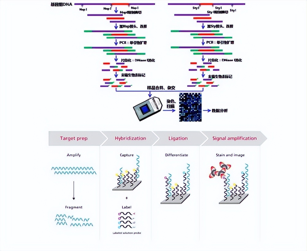 How do chemiluminescence and resonance light scattering techniques ...