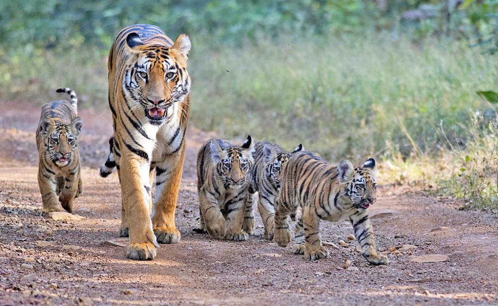 The female tiger attacked the bison and was killed. The male tiger was ...