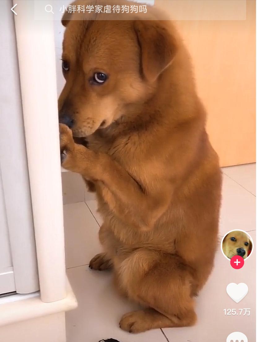 The Internet celebrity "Puppy Xiaopang" was suspected of abusing dogs ...