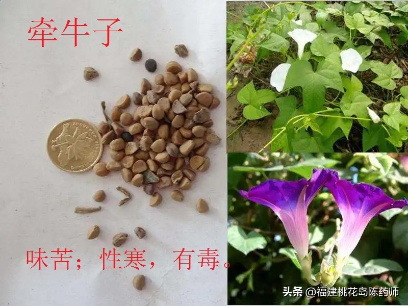 Plant-based poisonous traditional Chinese medicine (part 2)—① - iNEWS