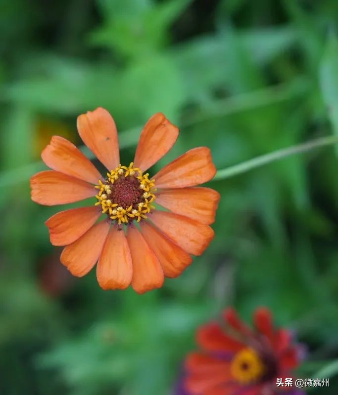 Mahao Wetland Park: Zinnias bloom and a feast of flowers awaits you - iNEWS