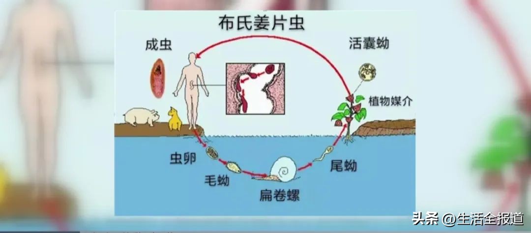 Don't eat these kinds of vegetables raw and be careful of parasites ...