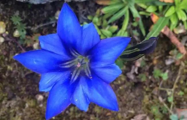 Gentian flower - mountain gentian - iNEWS