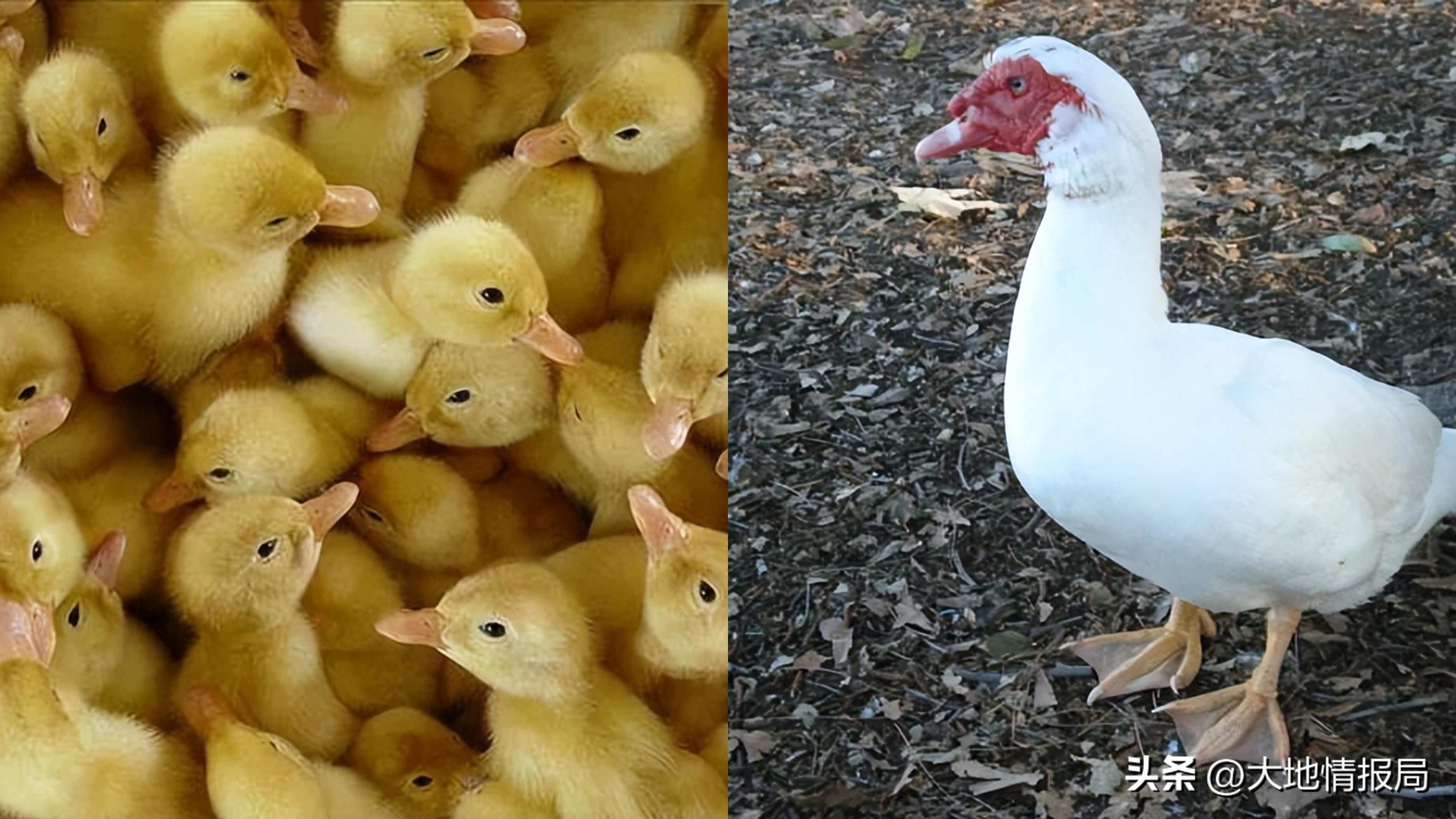 Why Jiaji Duck dares to be called the No. 1 duck in Hainan - iNEWS