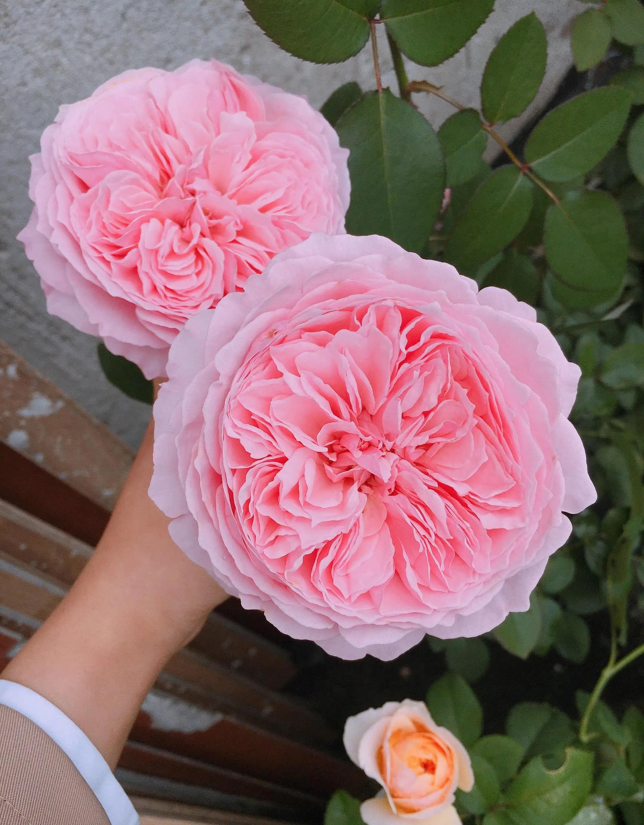 Austin cut roses: Carey - iNEWS