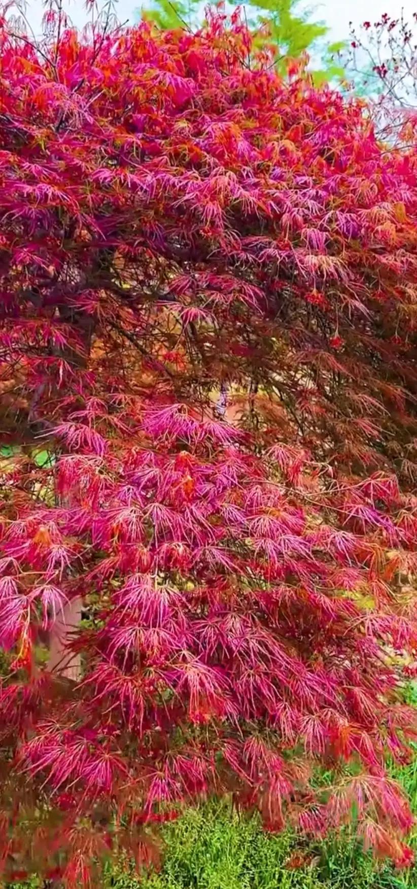 In early summer, the trees grow new leaves, and the garden is full of ...