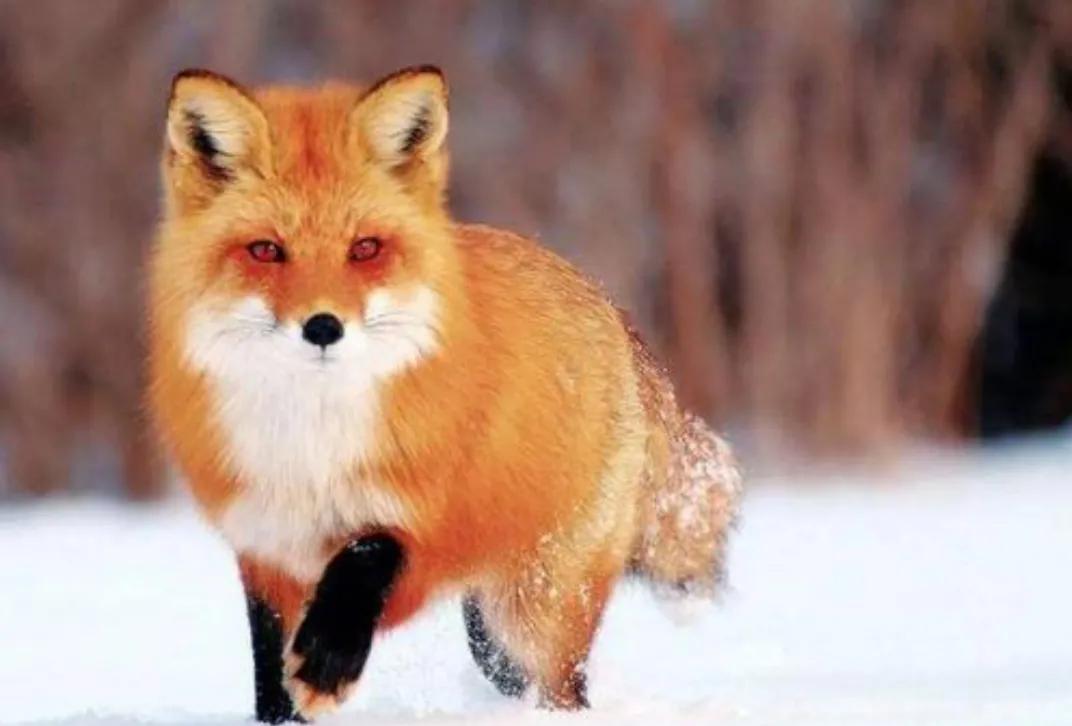 I cried after watching "The Fox's Tale" - iNEWS