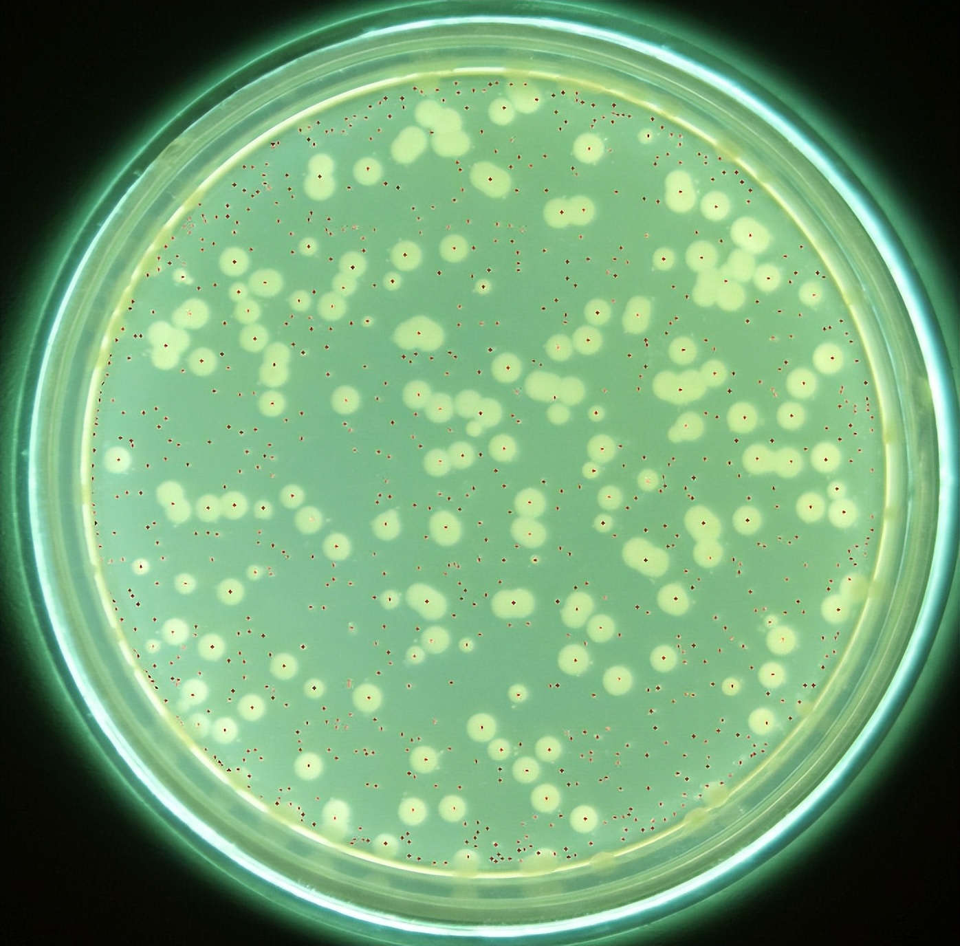 Harnessing electrical energy for anti-biofilm therapy: studying the ...