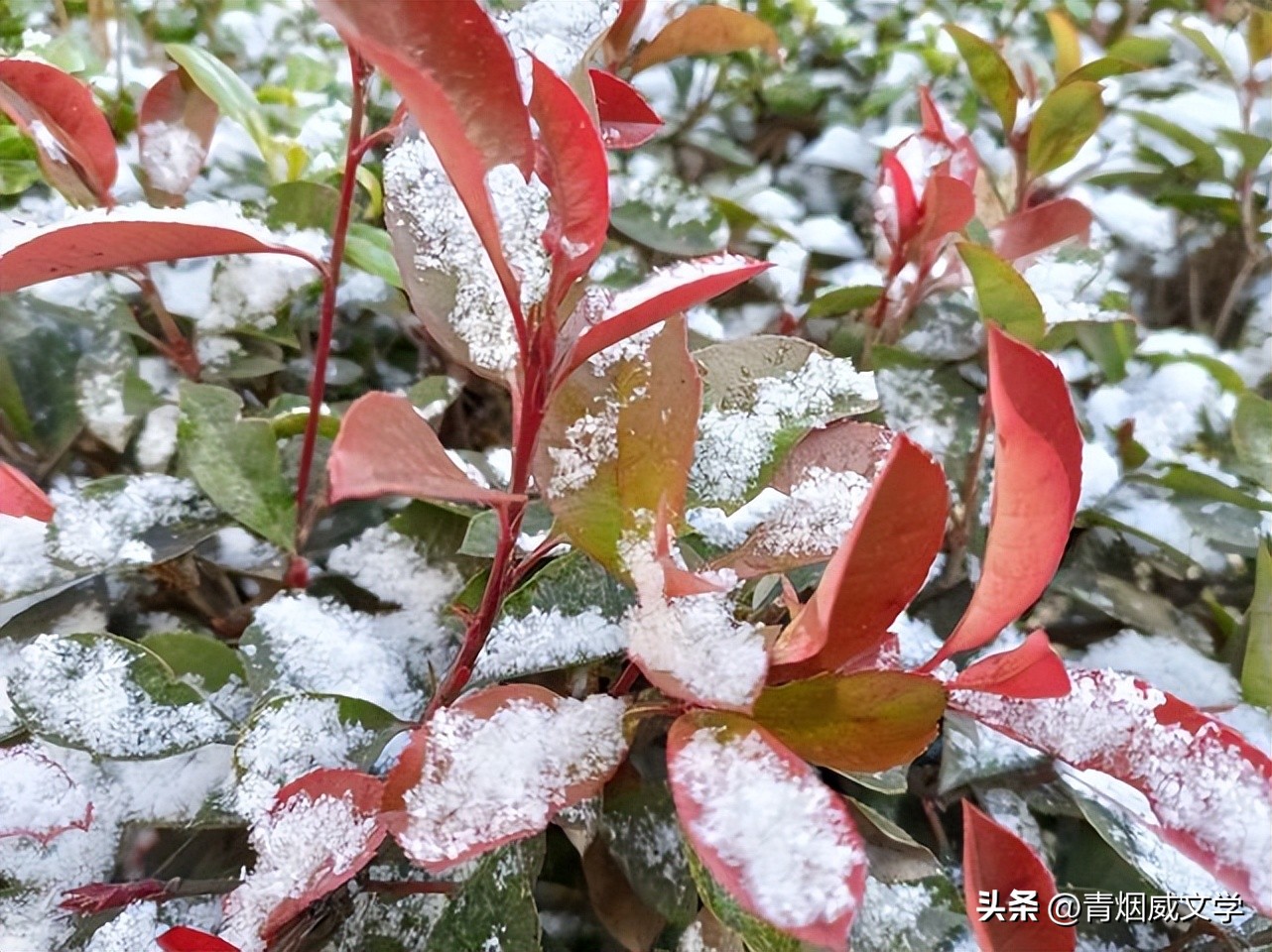 Seven Rhythms of Winter Solstice (Thirteen Poems) - iNEWS