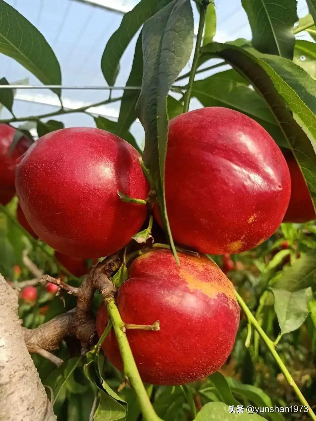 Native Tree Species Popular Science Series 3 Peach—Originated in China ...