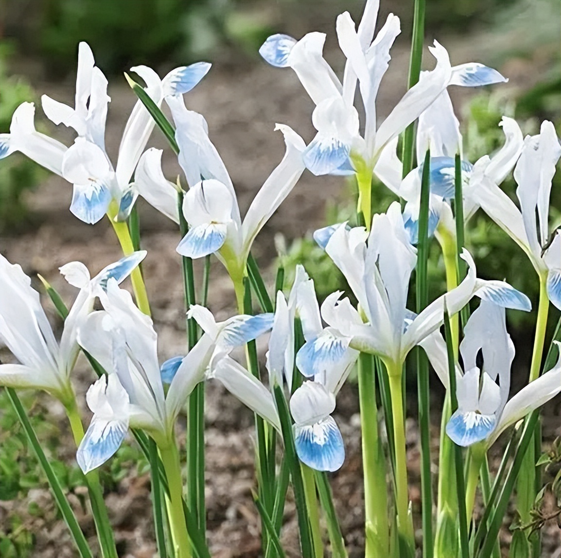 Take you to know the world's smallest iris - reticulated iris - iNEWS