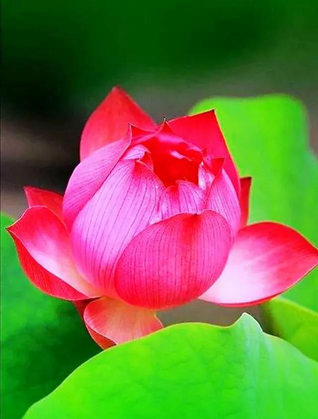 1. The first couplet: a beautiful pool of Han Ou, 2. The first couplet ...