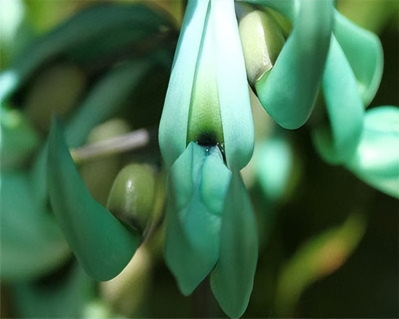 Rare species in nature, analysis on the protection and development of ...