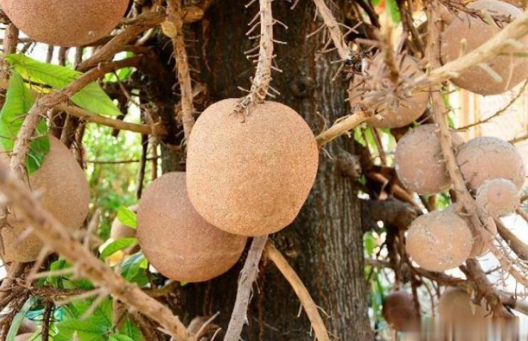 What are the dangerous and poisonous fruits in the world, please go ...