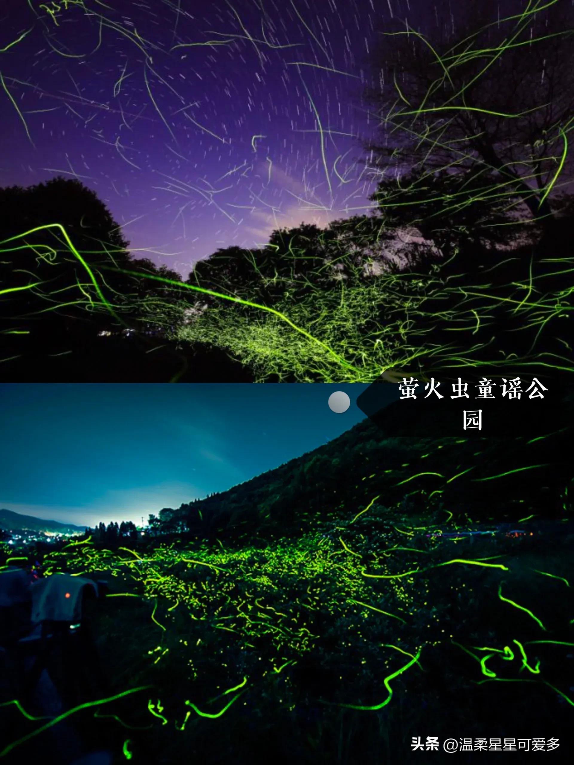 Japanese summer limited, break into the midsummer firefly forest in the ...