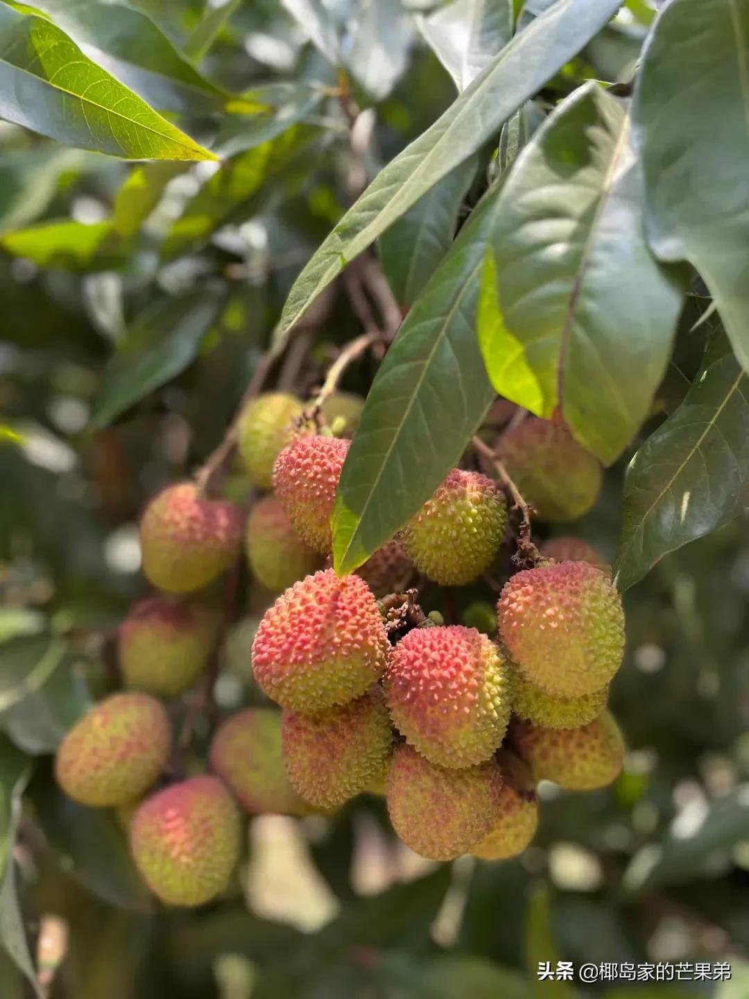 The king of involute in lychees--seedless lychees - iNEWS