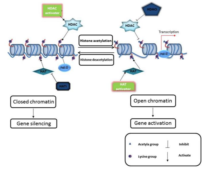 Introduction to Histone Post-Translational Modifications and Research ...