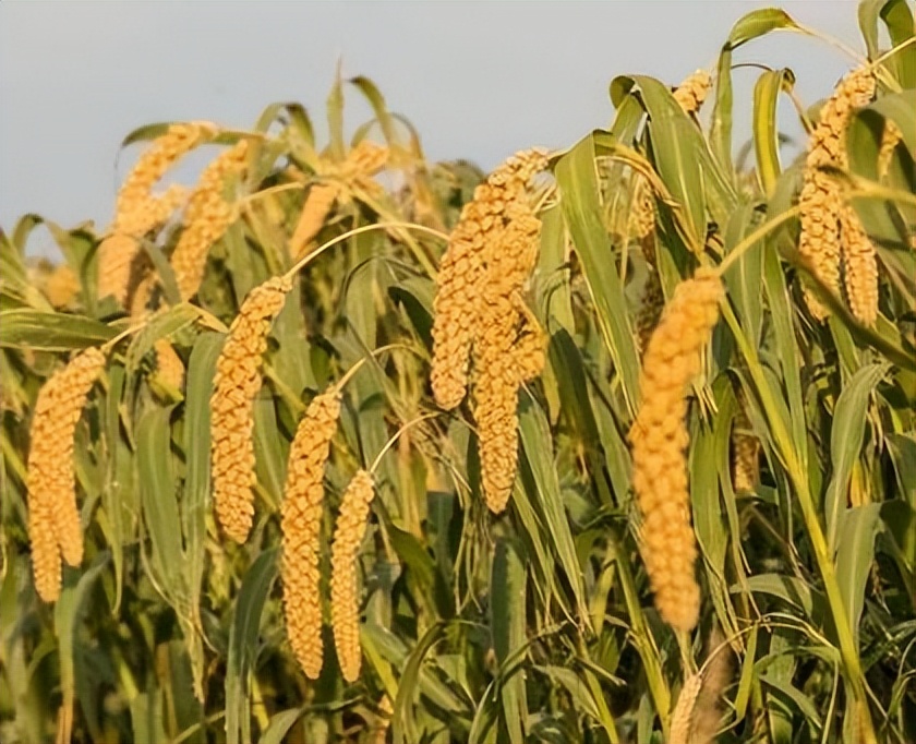 What were the developments in millet cultivation and breeding in ...