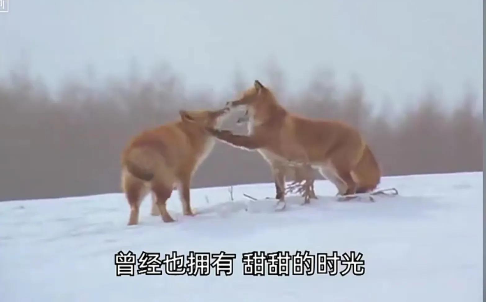 I cried after watching "The Fox's Tale" - iNEWS