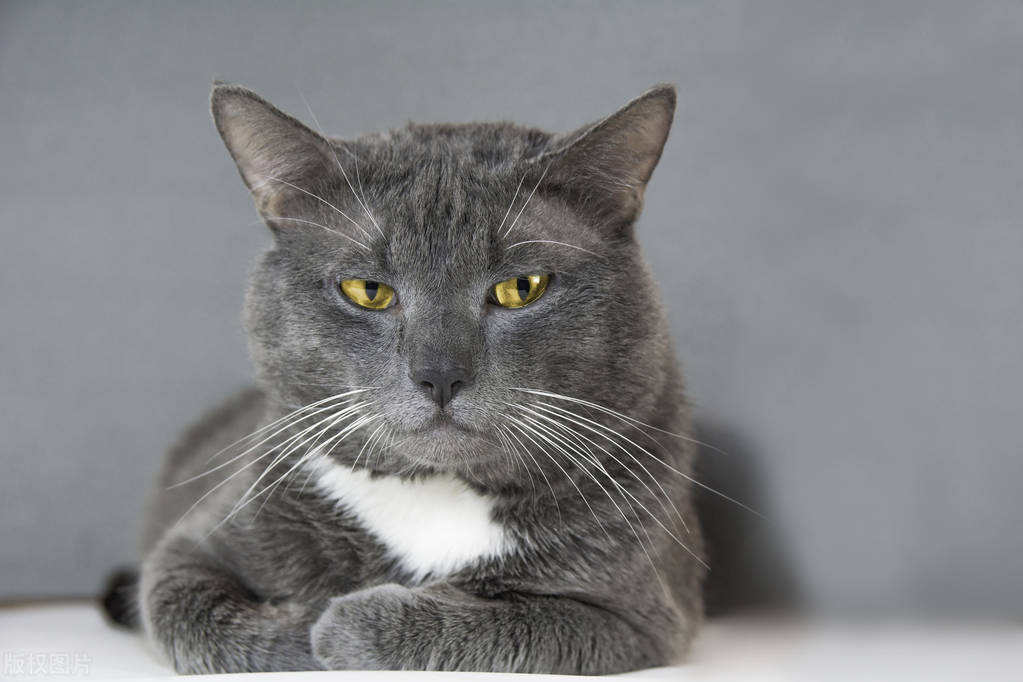 Cat Talk: What do the different types of cat meows mean? - iNEWS