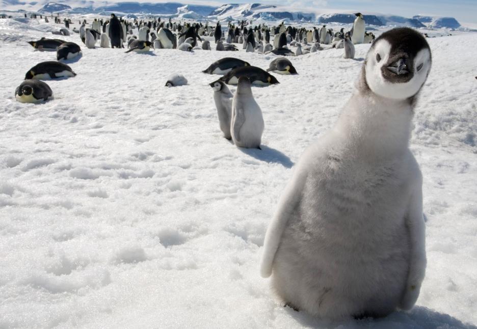 You can't learn how to keep warm from penguins! How do they survive the ...