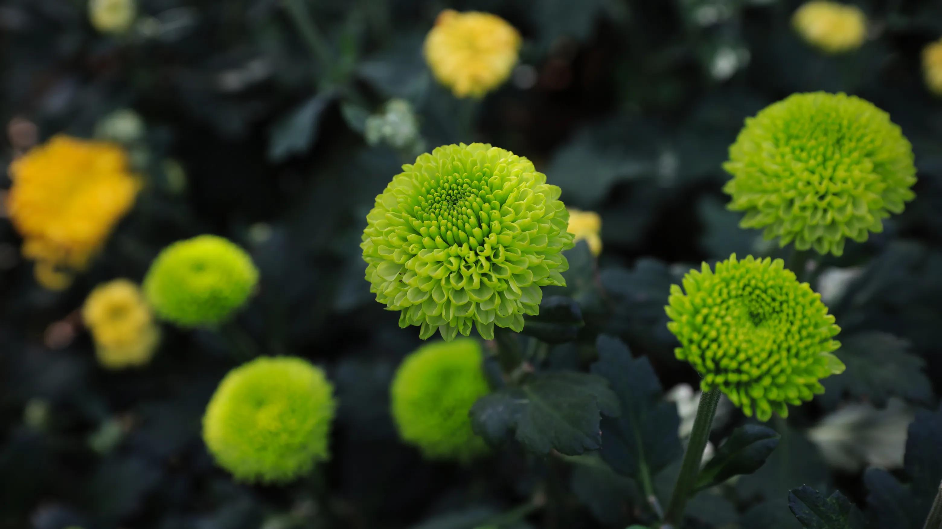 The flowers and plants of Dalian Yinggeshi Botanical Garden - iNEWS