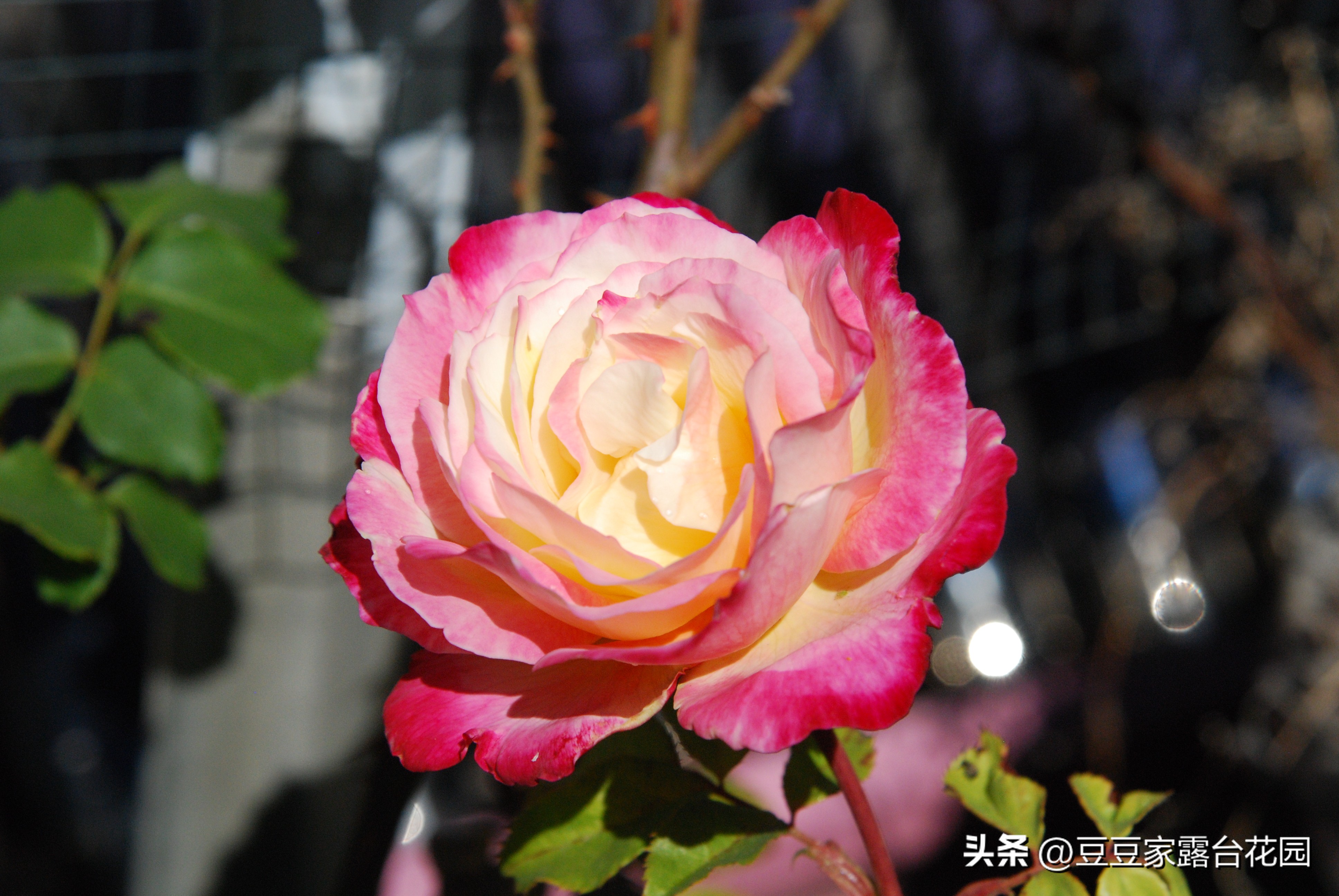 Chinese rose one red double happiness - iNEWS