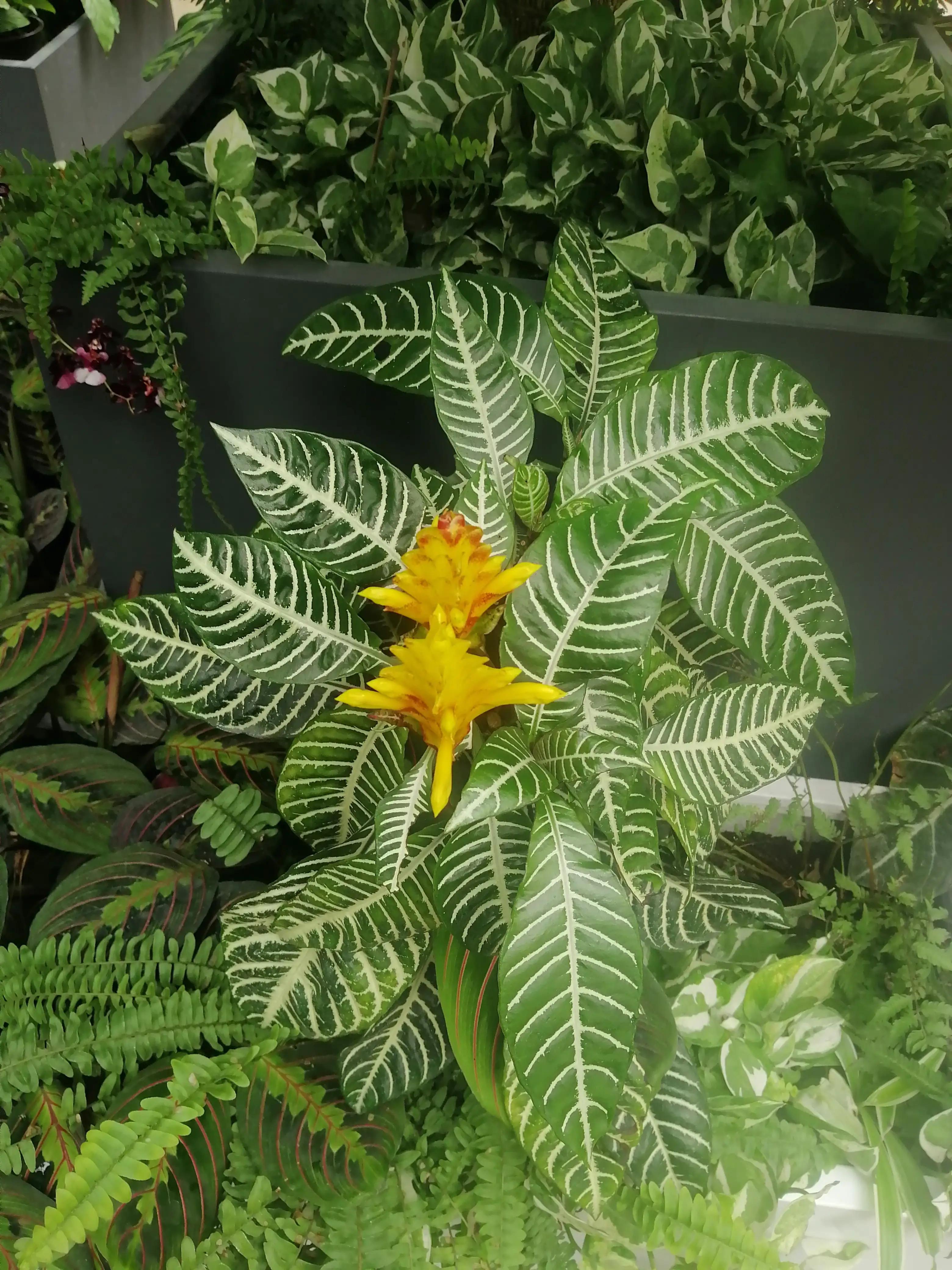 Zebra flowers with flowers like urns and leaves like zebras - iNEWS